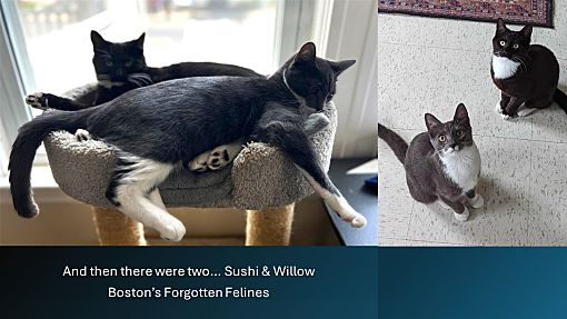 Boston, MA - Domestic Shorthair. Meet Mix & Match Kittens a Pet for ...