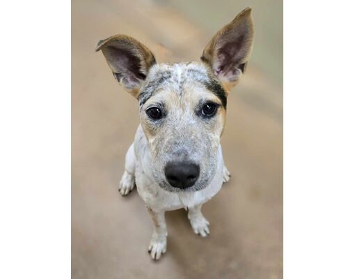Fort Worth, TX - Australian Cattle Dog/Mixed Breed (Medium). Meet Mitzi ...