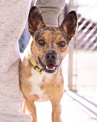 Blountville, TN - French Bulldog/Cattle Dog. Meet Guber a Pet for ...