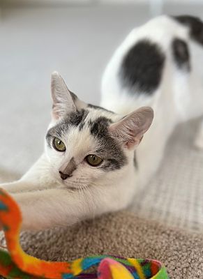 Harrison, NY - Domestic Shorthair. Meet Lily a Pet for Adoption ...