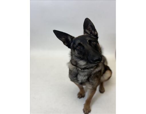 Hayward, CA - Belgian Malinois. Meet GADER a Pet for Adoption ...