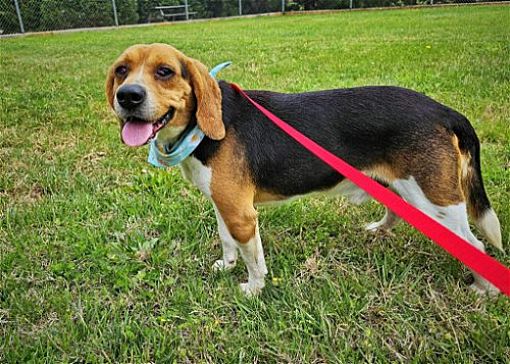 Charlotte, NC - Beagle. Meet Norton a Pet for Adoption - AdoptaPet.com