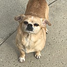 Pug Puppies - Pug Rescue and Adoption Near You