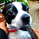 Boston Terrier Puppies - Boston Terrier Rescue and Adoption