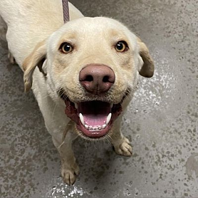Yuma, AZ - Labrador Retriever. Meet Abe a Pet for Adoption - AdoptaPet.com