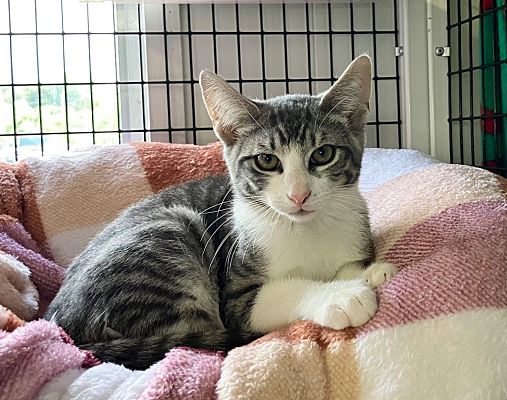 Ewing, NJ - Domestic Shorthair. Meet Kenobi a Pet for Adoption ...