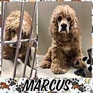 Cocker Spaniel Puppies - Rescue and Adoption Near You