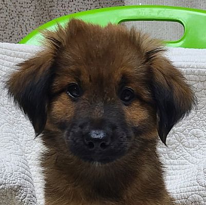 Los Angeles, CA - Jindo/Spitz (Unknown Type, Small). Meet Charles Muntz ...