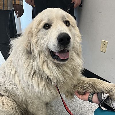 Des Moines, IA - Great Pyrenees. Meet Sir Alfred a Pet for Adoption ...