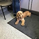 Cocker Spaniel Puppies - Rescue and Adoption Near You