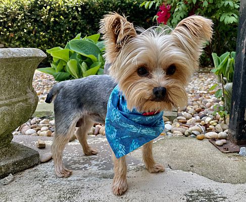 Gallatin, TN - Yorkie, Yorkshire Terrier. Meet Simon a Pet for Adoption ...