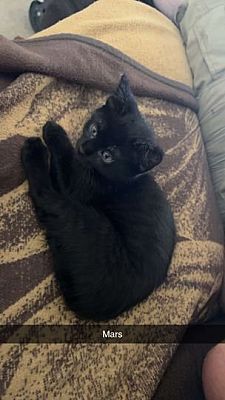 Alexandria, MN - Domestic Shorthair. Meet Mars a Pet for Adoption ...