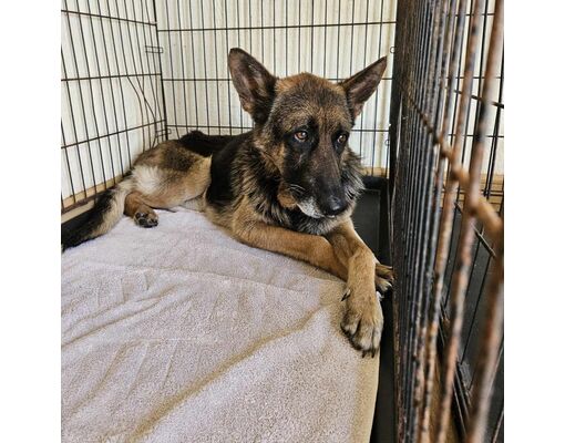 Pittsburgh, PA - German Shepherd Dog. Meet Odin (aka McCaullife) JuM a ...