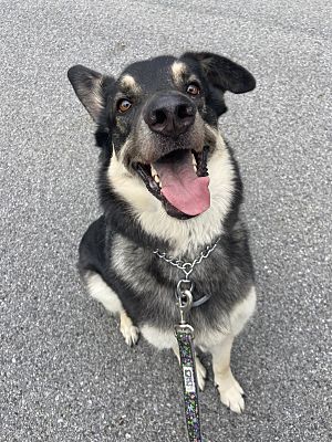 Newburgh, NY - German Shepherd Dog/Husky. Meet Fynn a Pet for Adoption ...