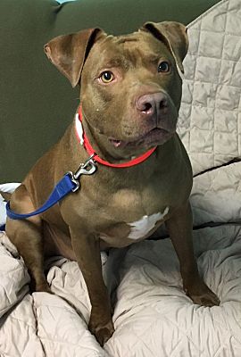 Manchester, CT - Pit Bull Terrier. Meet Tucker a Pet for Adoption.