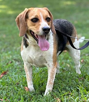 Charlotte, NC - Beagle. Meet GRETCHEN LUVS MEN a Pet for Adoption ...