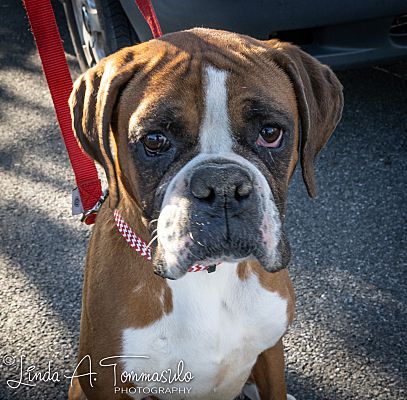 Loudonville, NY - Boxer. Meet Maddie a Pet for Adoption - AdoptaPet.com