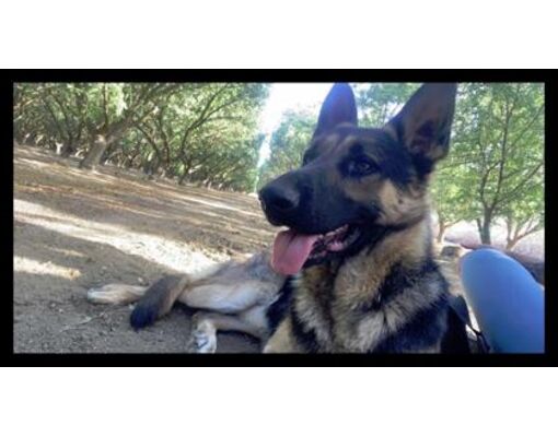 Fresno, CA - German Shepherd Dog/Mixed Breed (Medium). Meet Sniper a ...