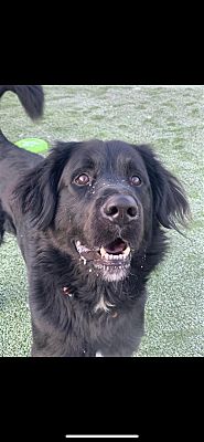 Westville, IN - Bernese Mountain Dog/Labrador Retriever. Meet Wrigley a ...