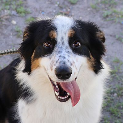 Hamilton, ON - Border Collie. Meet Bonnie a Pet for Adoption ...