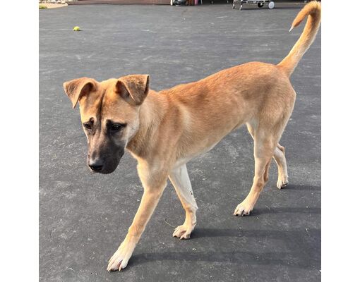 Monroe, MI - German Shepherd Dog/Mixed Breed (Medium). Meet Lemon a Pet ...