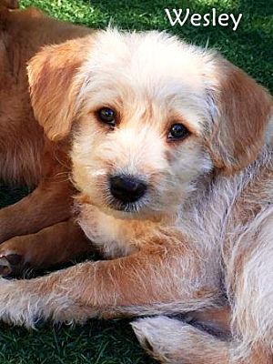 Gilbert, AZ - Golden Retriever/Terrier (Unknown Type, Medium). Meet ...