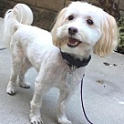 Maltere Puppies - Maltese Rescue and Adoption Near You