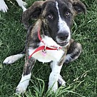 Collie Puppies - Collie Rescue and Adoption Near You