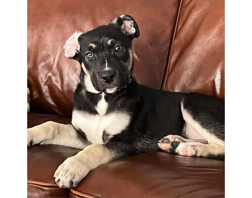 Spring Hill, KS - American Pit Bull Terrier/American Pit Bull Terrier ...