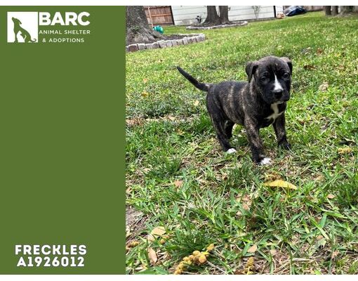 Houston, TX - American Staffordshire Terrier. Meet FRECKLES a Pet for ...