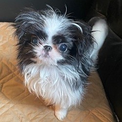 Midlothian, VA - Japanese Chin/Yorkie, Yorkshire Terrier. Meet Chin ...