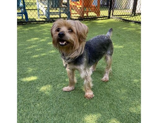 Jupiter, FL - Yorkie, Yorkshire Terrier. Meet Yoshi a Pet for Adoption ...