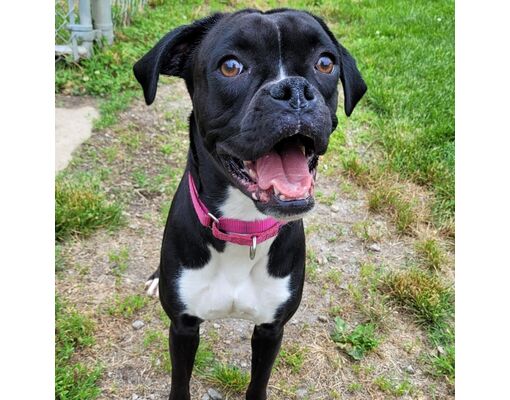 Concord, NH - Boxer. Meet Lucy a Pet for Adoption - AdoptaPet.com
