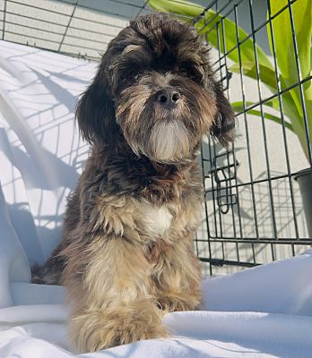 Los Angeles, CA - Havanese/Miniature Poodle. Meet COOPER a Pet for ...