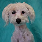 Maltere Puppies - Maltese Rescue and Adoption Near You