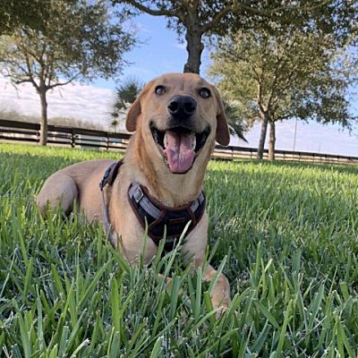 Corpus Christi, TX - Labrador Retriever. Meet Sienna a Pet for Adoption ...