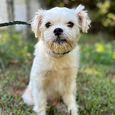 Springfield, VA - Maltese/Yorkie, Yorkshire Terrier. Meet Tootsie a Pet ...