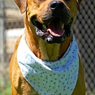 Mastiff Puppies - English Mastiff Puppies and Rescue