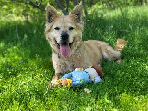 Valley View, OH - Sheltie, Shetland Sheepdog/Chow Chow. Meet Sam a Pet ...