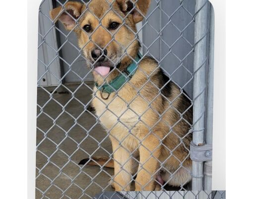 Normal, IL - German Shepherd Dog. Meet Adler a Pet for Adoption ...