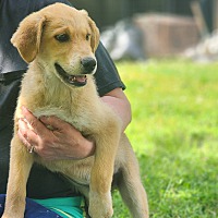 Adopt - Companion Pet Rescue