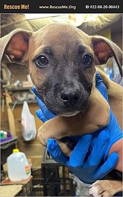 Benton, PA - American Staffordshire Terrier. Meet Chase a Pet for ...