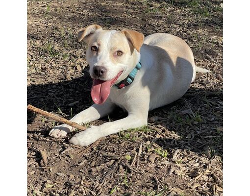 Alexandria, VA - American Pit Bull Terrier/Labrador Retriever. Meet ...