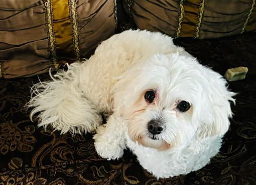 Lake Forest, CA - Lhasa Apso/Havanese. Meet Jax a Pet for Adoption ...