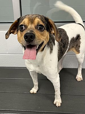 Topeka, KS - Beagle. Meet Charlie a Pet for Adoption - AdoptaPet.com