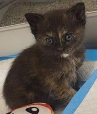 St. Marys, WV - Domestic Shorthair. Meet Bami a Pet for Adoption ...