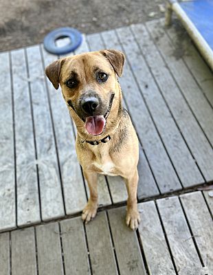 Newport, NC - Hound (Unknown Type). Meet Nutter Butter(Foster Care) a ...