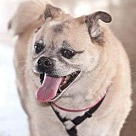 Pug Puppies - Pug Rescue and Adoption Near You
