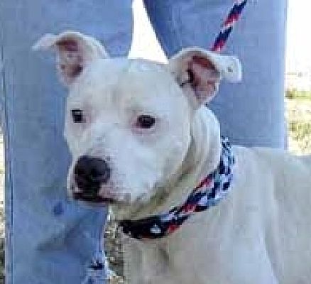 Martinsville, IN - American Pit Bull Terrier. Meet Scout a Pet for ...