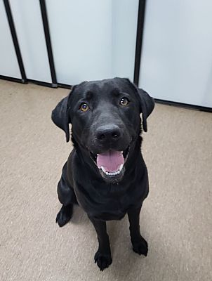 Genoa, IL - Labrador Retriever. Meet Juniper a Pet for Adoption ...